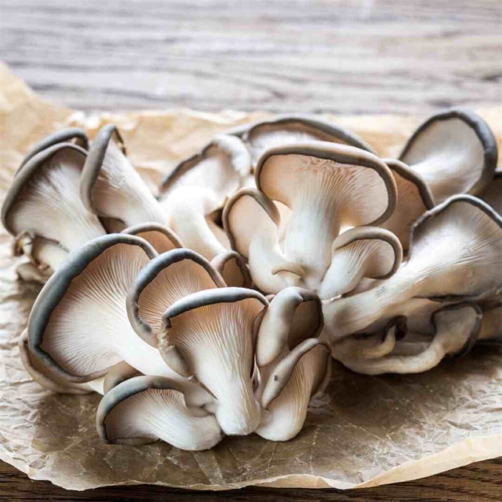 İstiridye Mantarı Nasıl Yetiştirilir? - Kişisel Bilgi